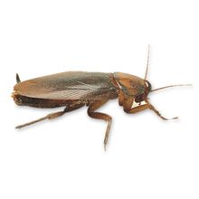 Cockroach, Adult (Periplaneta) | Carolina Biological Supply