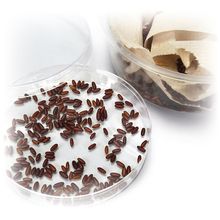 House Fly Pupae, Living, Pack of 150 | Carolina Biological Supply