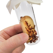 Ant Farm Kit, Giant, Living Replacement Ants | Carolina Biological Supply