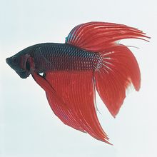 Female Betta splendens, Living | Carolina Biological Supply