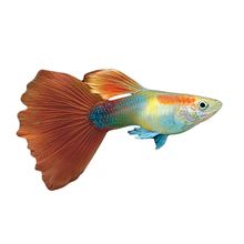 Fancy Guppy, Living, Pack of 3 | Carolina Biological Supply