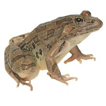 Frogs, Medium, Living, Unsexed, 2", Pack of 6 | Carolina Biological Supply