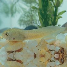 Bullfrog Tadpoles, Living, Medium, up to 1-1/2", Pack of 6 | Carolina ...