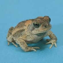 Small Toad, Living, Pack of 3 | Carolina Biological Supply
