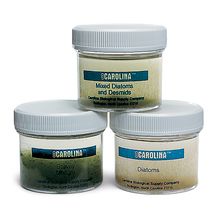 Desmid and Diatom Mixture, Living | Carolina Biological Supply