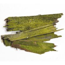 Protococcus (collected), Living | Carolina Biological Supply