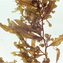 Sargassum, Living | Carolina Biological Supply