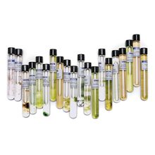 Algae Set, Advanced High School, Living | Carolina Biological Supply