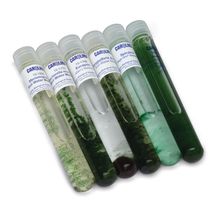 Cyanobacteria Set | Carolina Biological Supply