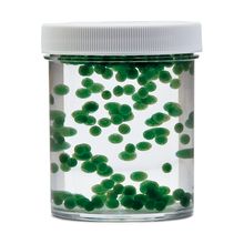 Cyanobacteria Beads, Anabaena, Living, Pack of 200 | Carolina ...