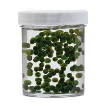 Algae Beads, Chlorella, Living, Pack of 200 | Carolina Biological Supply