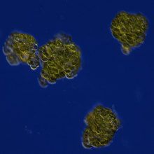 Coleochaete, Living | Carolina Biological Supply