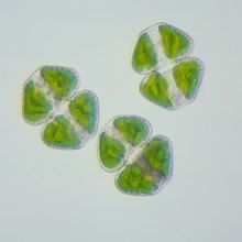 Cosmarium, Living | Carolina Biological Supply