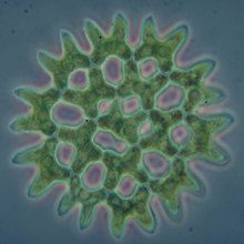 Pediastrum, Living | Carolina Biological Supply