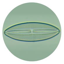 Navicula, Living | Carolina Biological Supply