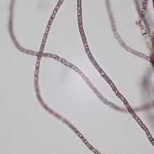 Bangia, Living | Carolina Biological Supply