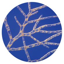 Callithamnion, Living | Carolina Biological Supply