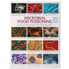 Microbial Food Poisoning Pictomicrograph | Carolina Biological Supply