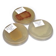 Introductory Bacteria Set, Living, Plate Cultures | Carolina Biological ...