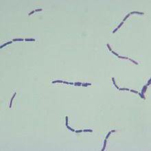 Bacillus megaterium, Living, Tube | Carolina Biological Supply