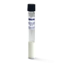 Enterobacter aerogenes, Living, Broth, Tube | Carolina Biological Supply