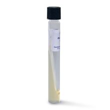 Escherichia coli B, Living, Tube | Carolina Biological Supply