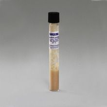 Lactobacillus acidophilus, Broth, Tube | Carolina Biological Supply