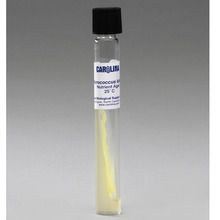 Micrococcus luteus, Living, Agar Slant | Carolina Biological Supply