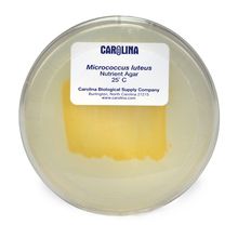 Micrococcus luteus, Living, Plate | Carolina Biological Supply