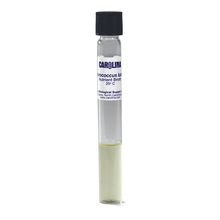 Micrococcus luteus, Living, Broth, Tube | Carolina Biological Supply