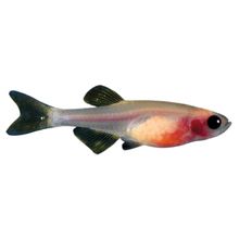 Casper Fish™, Living, Pack of 4 | Carolina Biological Supply