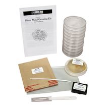 Slime Mold Growing Kit | Carolina Biological Supply