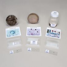 Student Independent Fungi Study Kits | Carolina Biological Supply