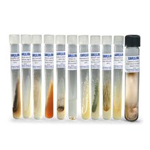 High School Fungi Set, Living | Carolina Biological Supply
