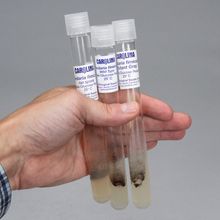 Sordaria Genetics Tube Cultures Set | Carolina Biological Supply