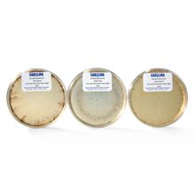 Sordaria Genetics Plate Cultures Set | Carolina Biological Supply