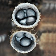 Coprinus species | Carolina Biological Supply