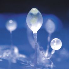 Polysphondylium pallidum, Living, Plate | Carolina.com