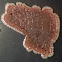 Saccharomyces cerevisiae (Fungi Cultures) | Carolina Biological Supply