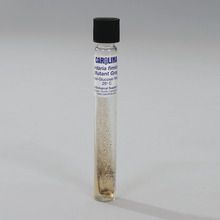 Sordaria fimicola Mutant Gray, Agar, Slant | Carolina Biological Supply