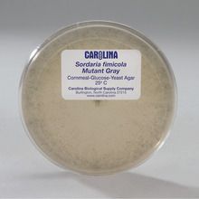 Sordaria fimicola Mutant Gray, Plate | Carolina Biological Supply