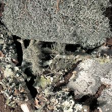 Lichen Set, Living | Carolina Biological Supply