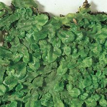 Conocephalum, Living | Carolina Biological Supply