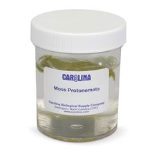Moss Protonemata, Living, Culture | Carolina Biological Supply