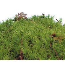 Vegetative Moss, Living | Carolina Biological Supply