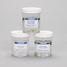 Fern Prothallia | Carolina Biological Supply