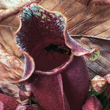 Purple Pitcher Plant (Sarracenia purpurea), Living | Carolina ...
