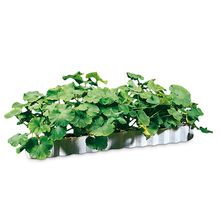 Geranium Pod-Pak, Living, 26 Rooted Cuttings | Carolina Biological Supply