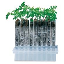Hydro-Tube Gardening Kit | Carolina Biological Supply