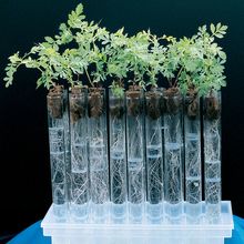 Hydro-Tube Gardening Kit Refill | Carolina Biological Supply